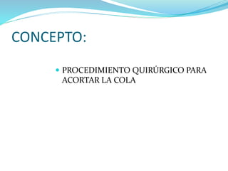 Caudectomia en caninos | PPTX