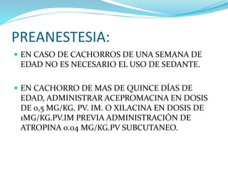 Caudectomia en caninos | PPTX
