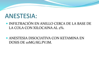 Caudectomia en caninos | PPTX