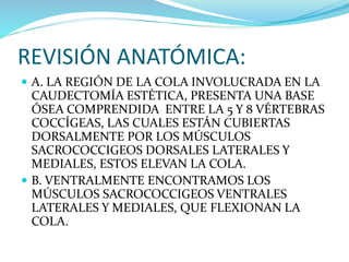Caudectomia en caninos | PPTX