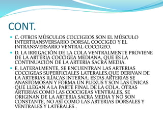 Caudectomia en caninos | PPTX