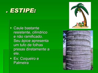 Caule | PPT