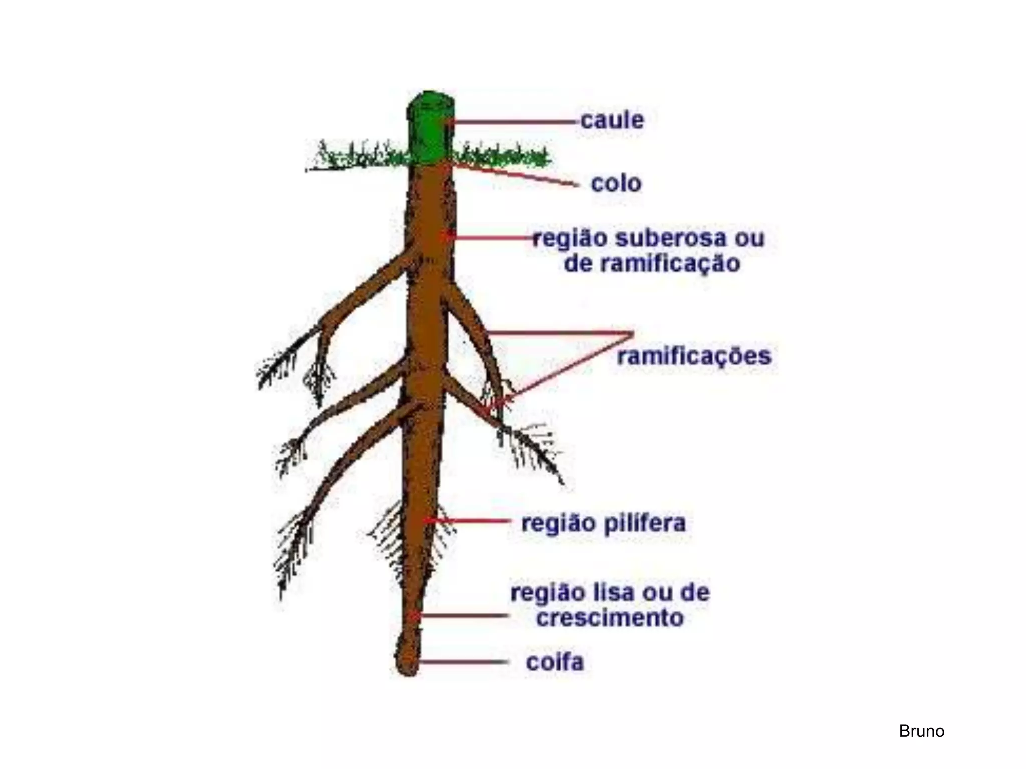 Morfologia Vegetal - Caule