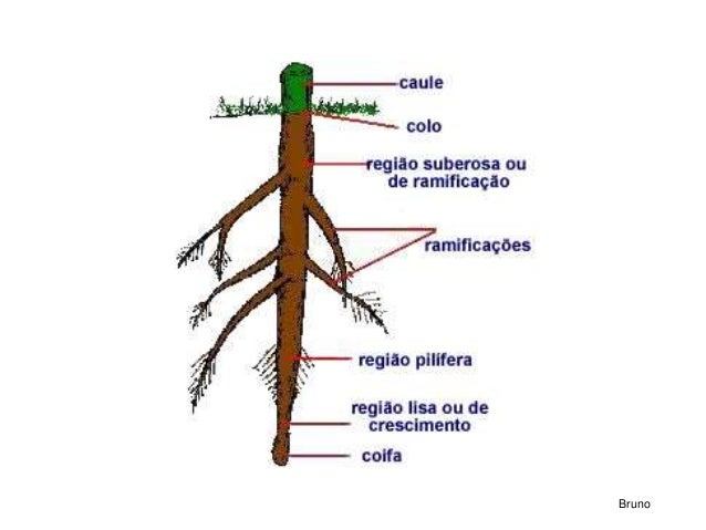 Morfologia Vegetal - Caule