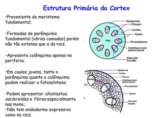 Anatomida do Caule das Angiospermas e Gimnospermas | PPT