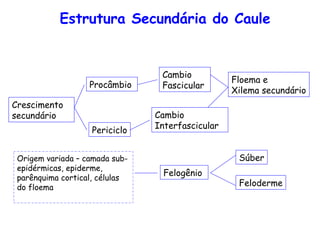 Anatomia do Caule dos Vegetais Superiores | PPT