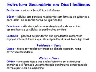Anatomia do Caule dos Vegetais Superiores | PPT