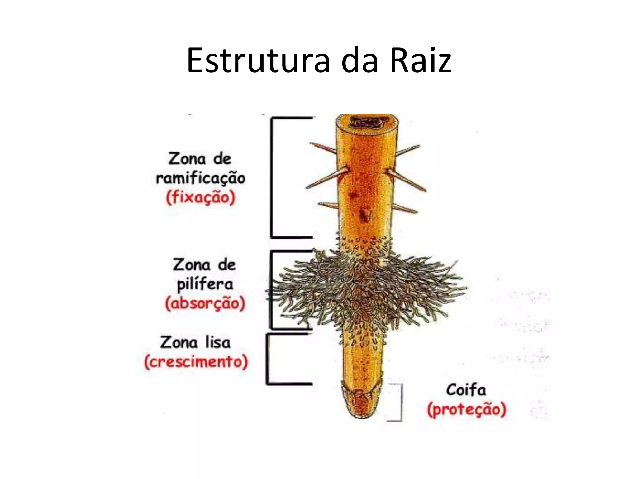 Caule e raiz angiosperma | PPTX