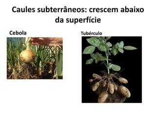 Caule e raiz angiosperma | PPTX
