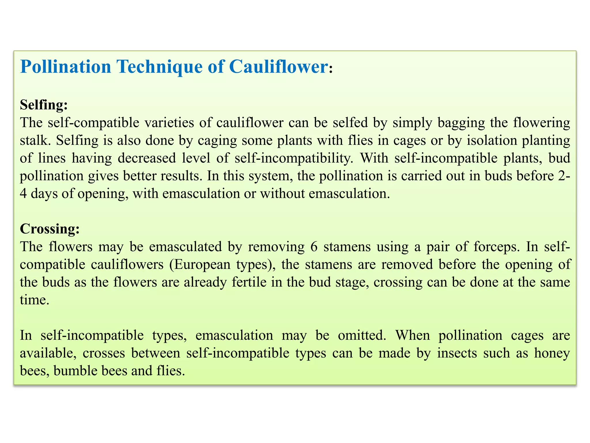 Cauliflower | PPTX