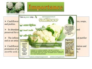 Cauliflower | PPTX