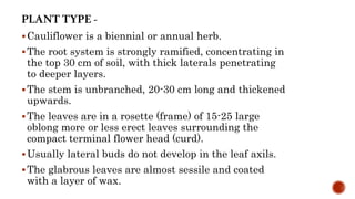 CAULIFLOWER BREEDING 1 Parmar pptx | PPTX
