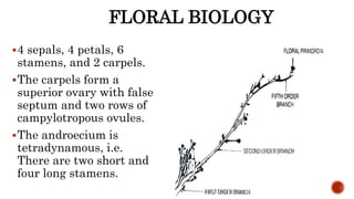 CAULIFLOWER BREEDING 1 Parmar pptx | PPTX