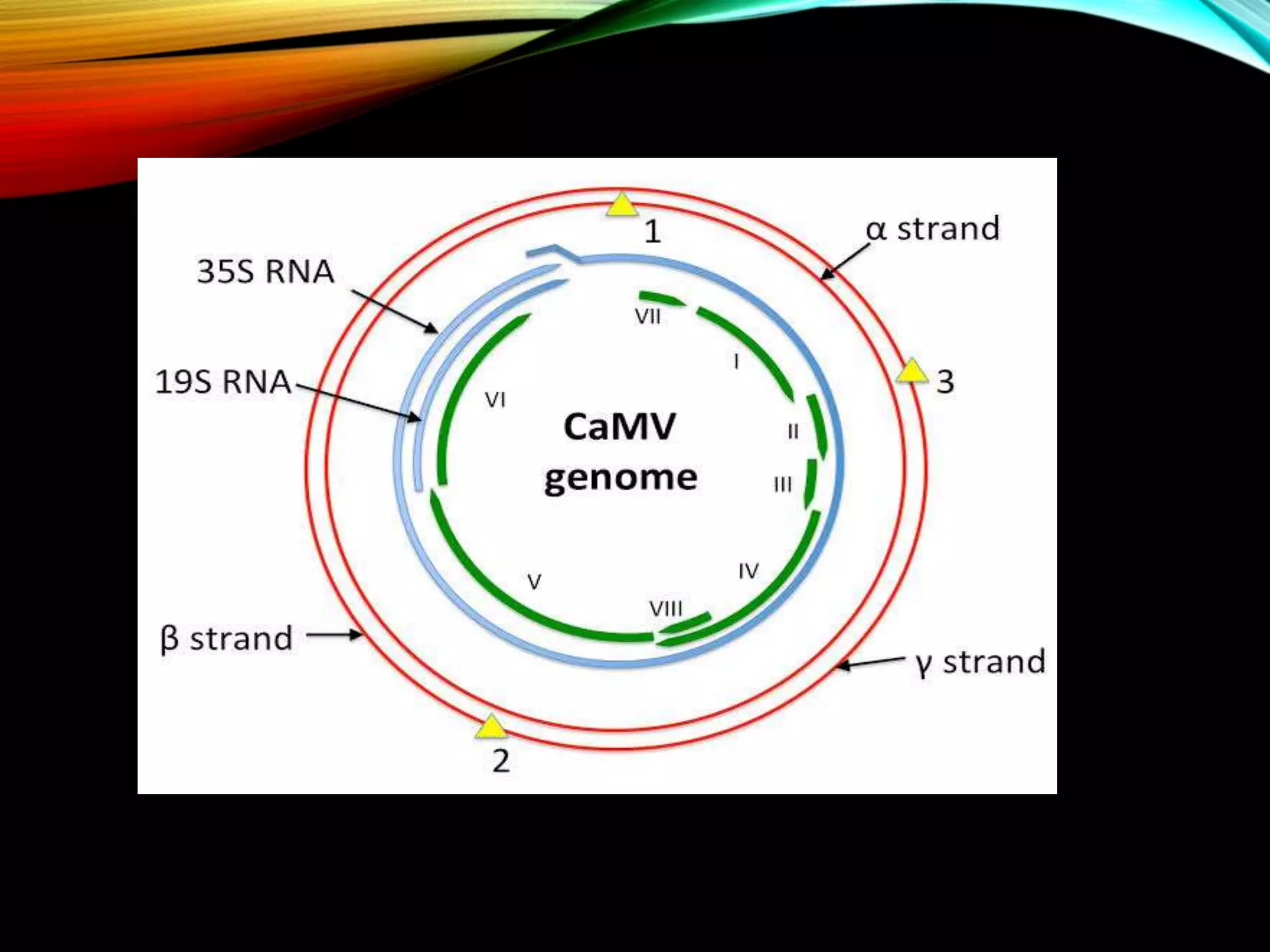 Cauliflower mosaic virus ppt | PPTX