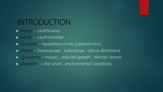 Cauliflower mosaic virus | PPTX