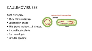 CAULIFLOWER MOSAIC VIRUS.pptx, APPLIED MICROBIOLOGY | PPTX