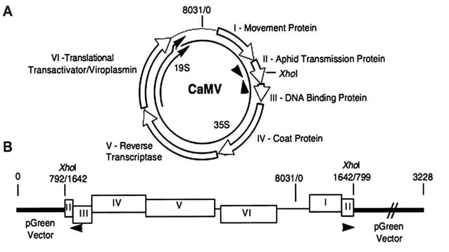 CAULIFLOWER MOSAIC VIRUS.pptx, APPLIED MICROBIOLOGY | PPT