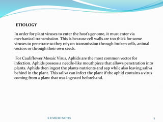 CAULIFLOWER MOSAIC VIRUS K R.pptx