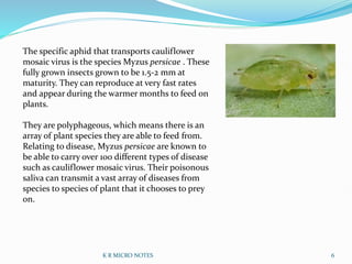 CAULIFLOWER MOSAIC VIRUS K R.pptx