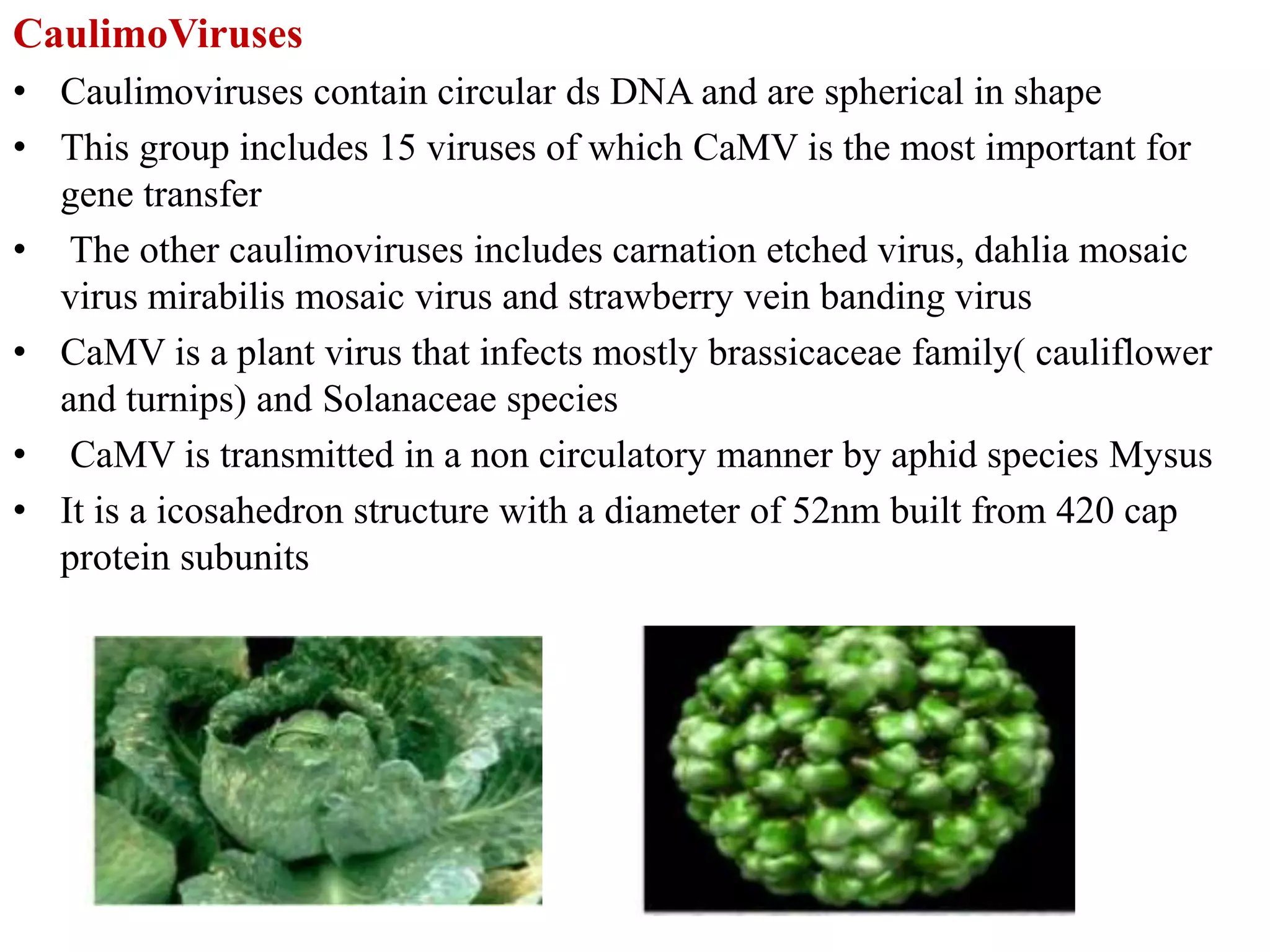 Caulimo viruses as vector | PPTX