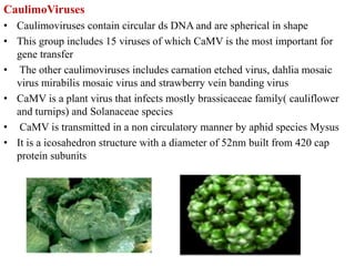 Caulimo viruses as vector | PPTX