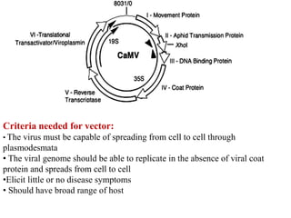 Caulimo viruses as vector | PPTX