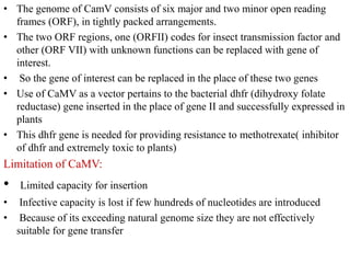 Caulimo viruses as vector | PPTX