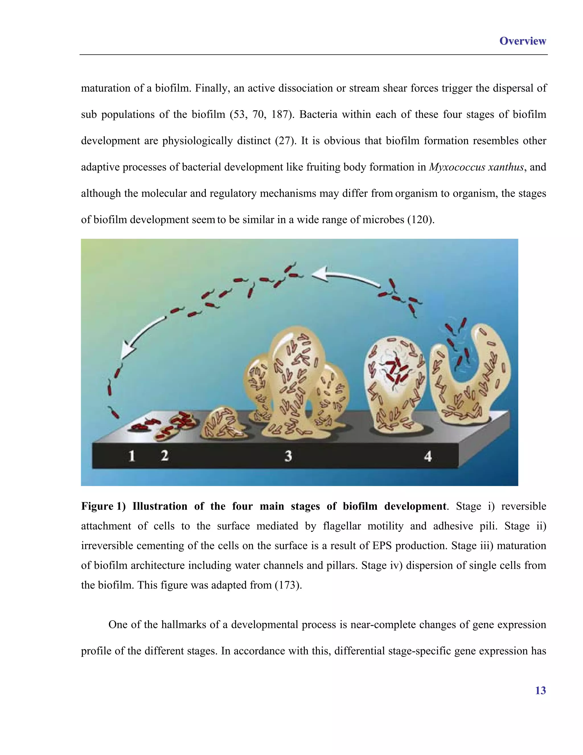 Caulobacter crescentus Surface Adherence As A Developmental Process A ...