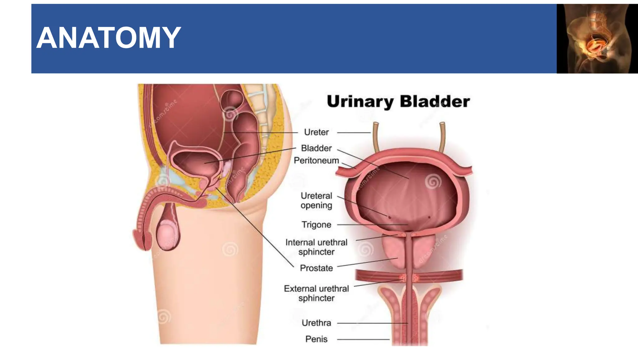 Ca Urinary Bladder anatomy to management | PPTX