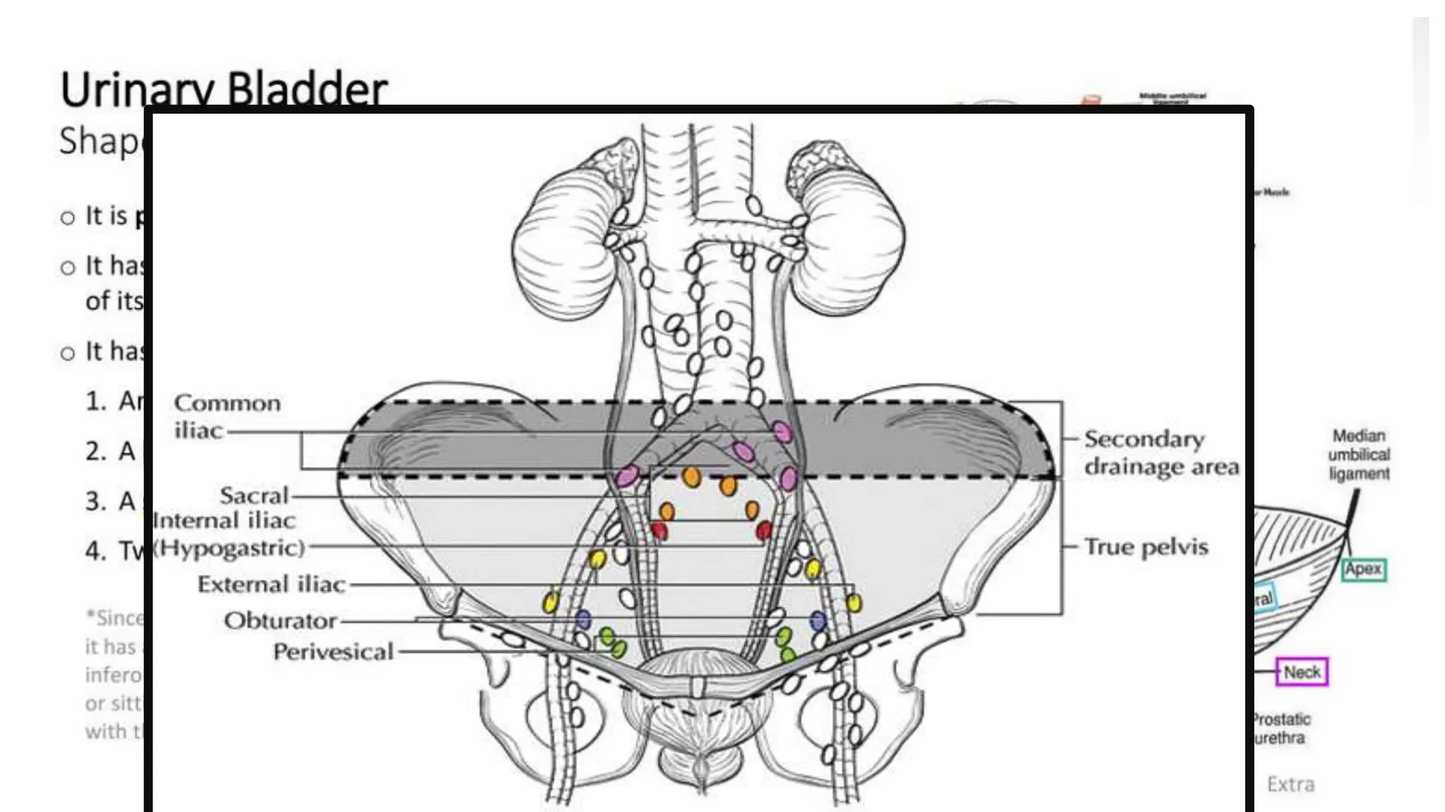 Ca Urinary Bladder anatomy to management | PPTX