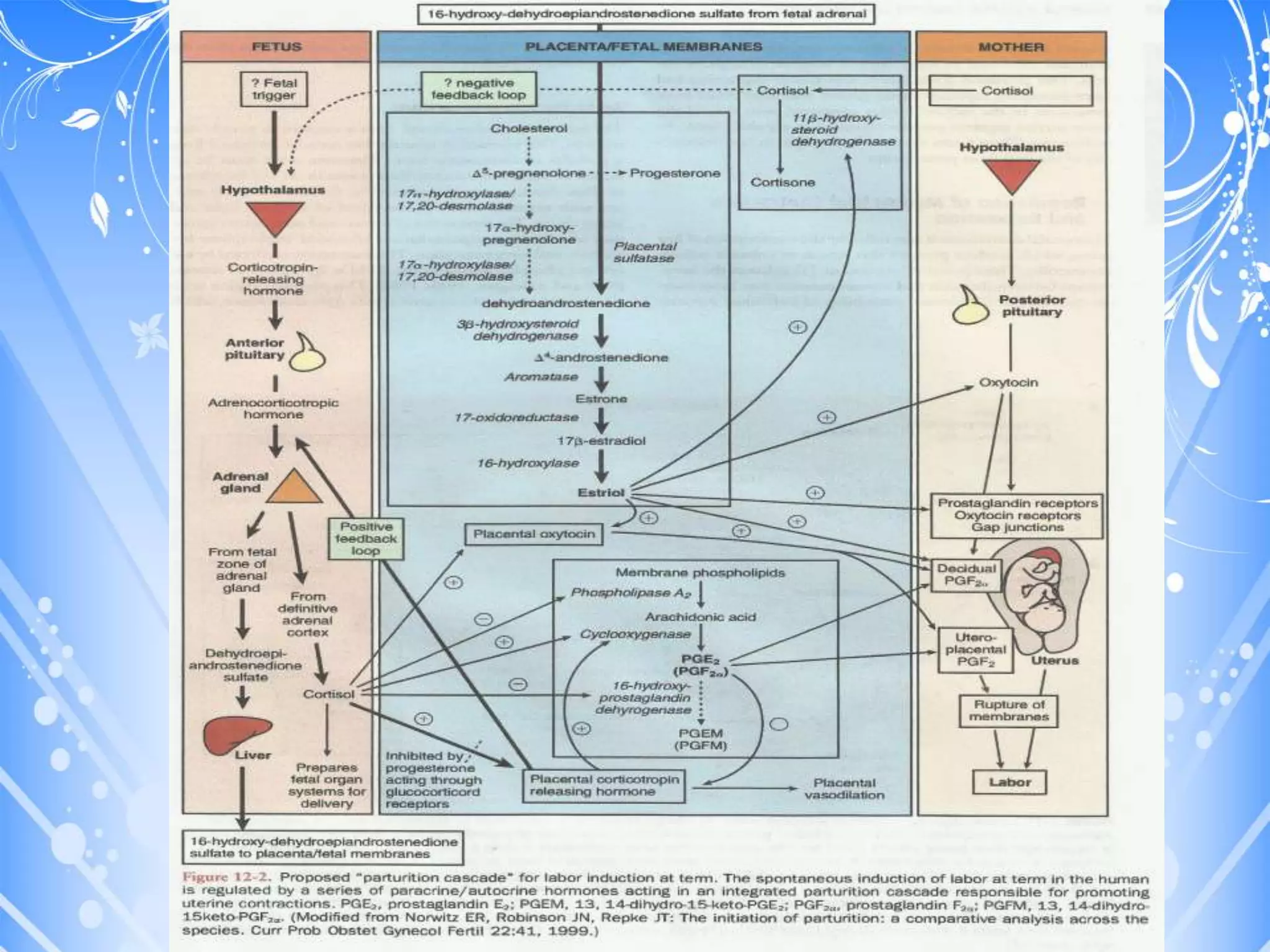 Causes and onset of labour | PPTX