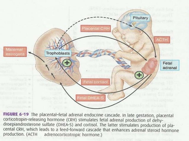 Causes and onset of labour | PPTX | Pregnancy | Reproductive Health