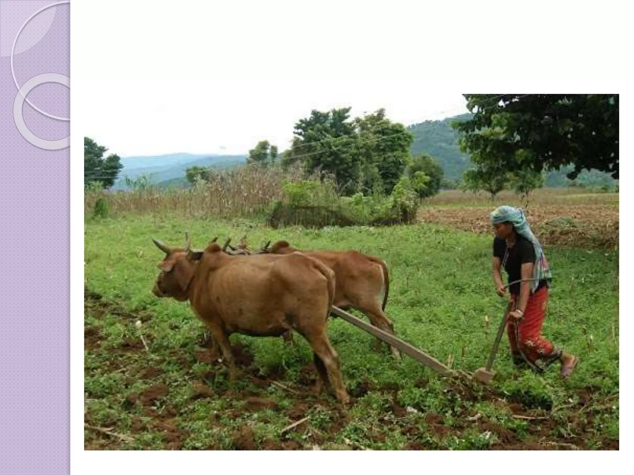 Causes for low productivity in Agriculture and Measures to Improve | PPTX