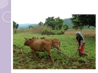 Causes for low productivity in Agriculture and Measures to Improve | PPTX