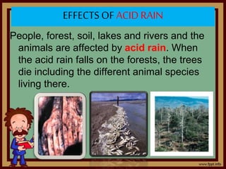 Acid Rain Effects On Animals And Plants