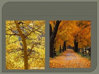 Grade 11 Lesson : Causes of climate change | PPTX