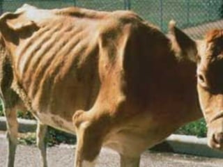 Causes of diarrhea in ruminants clinic 03:05:2020 | PDF