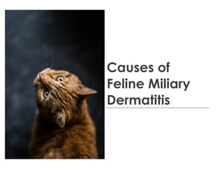 Causes of Feline Miliary Dermatitis | PPT