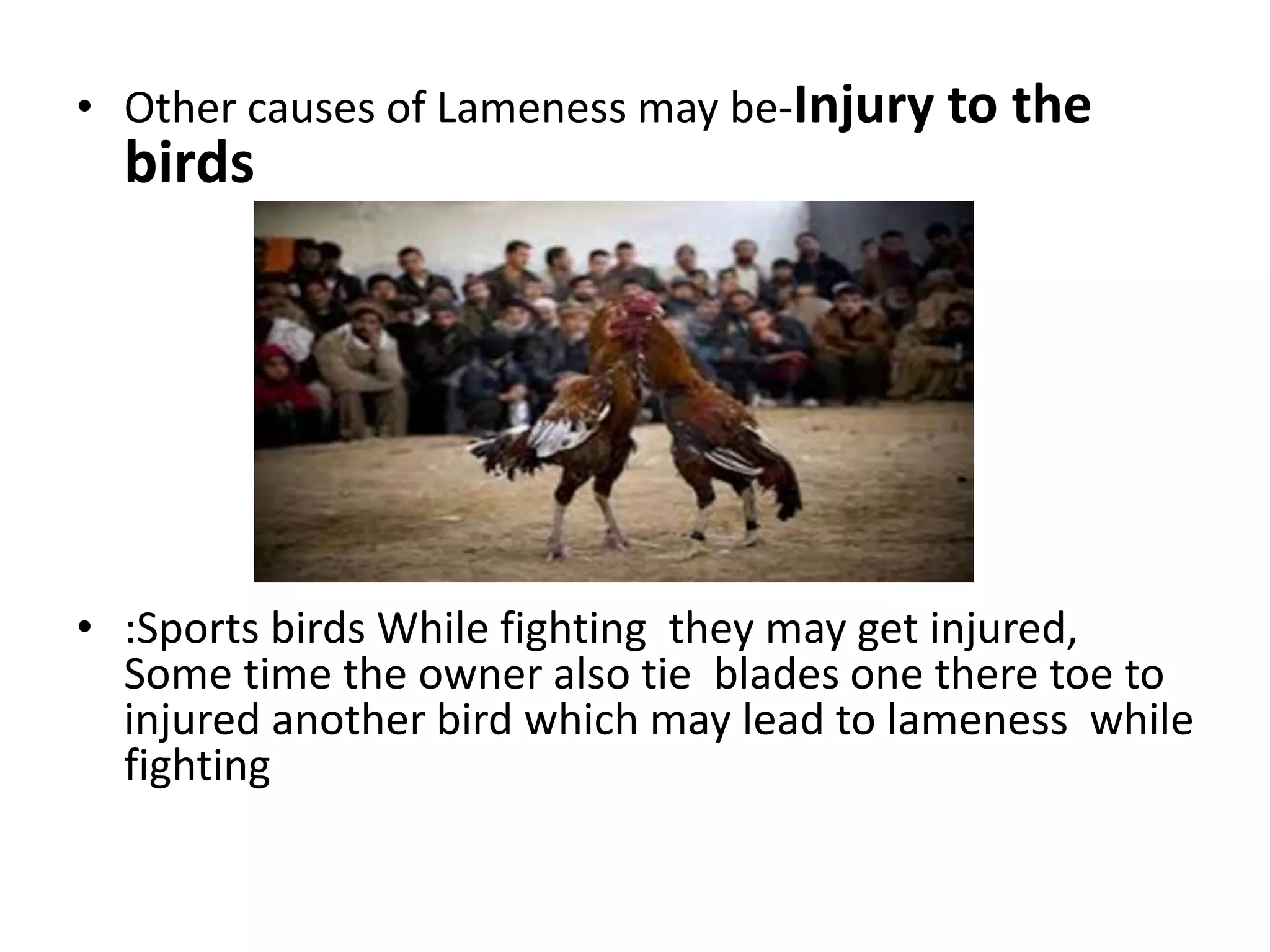 Causes of lameness in sport birds | PPTX