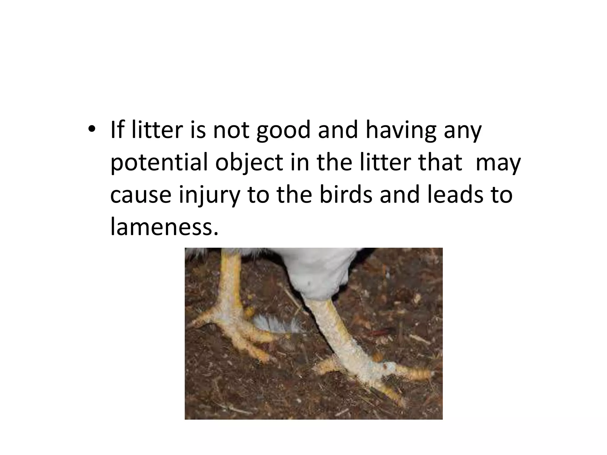 Causes of lameness in sport birds | PPTX