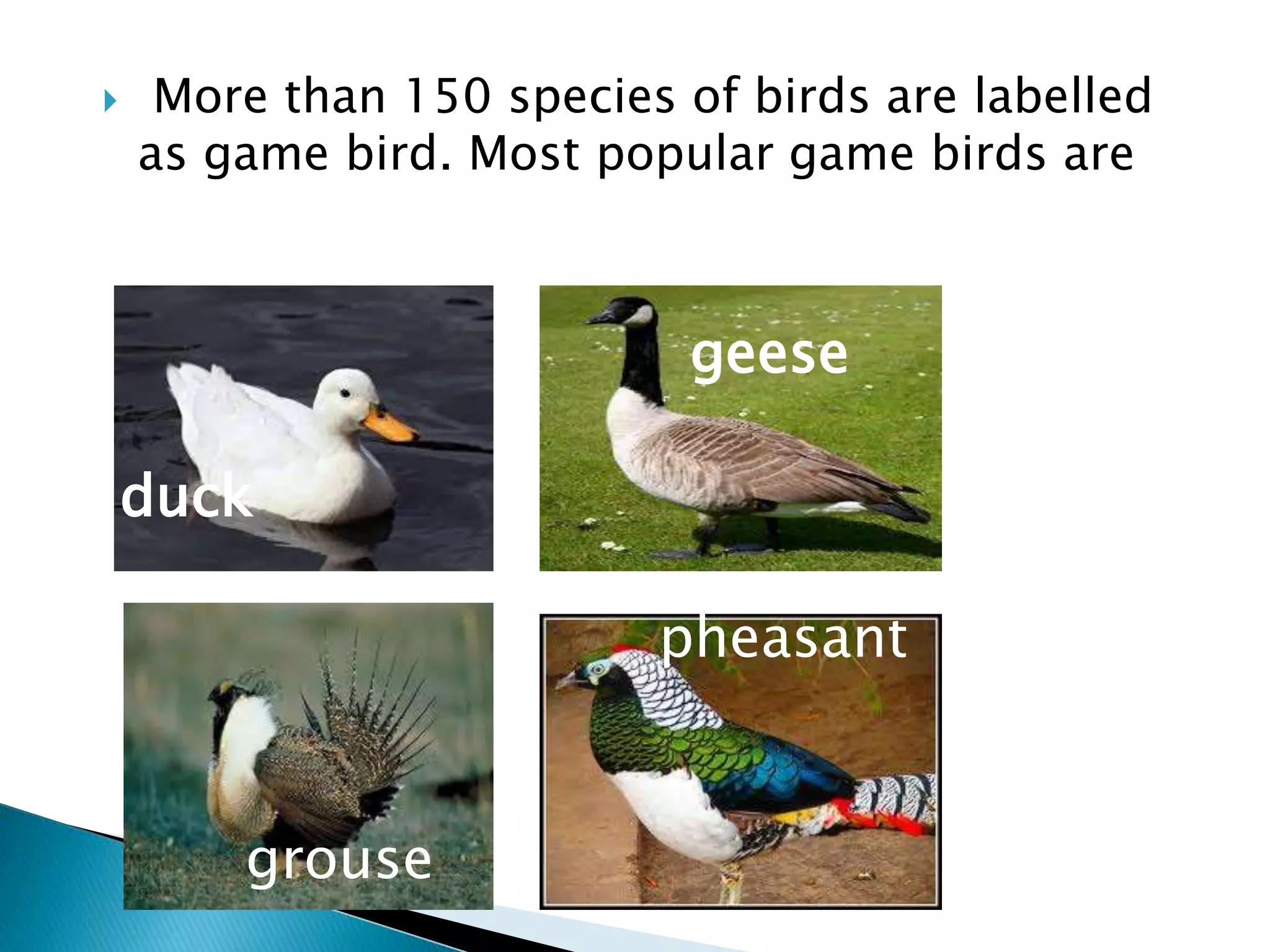 Causes of lameness in sport birds | PPTX | Infectious Diseases | Diseases and Conditions