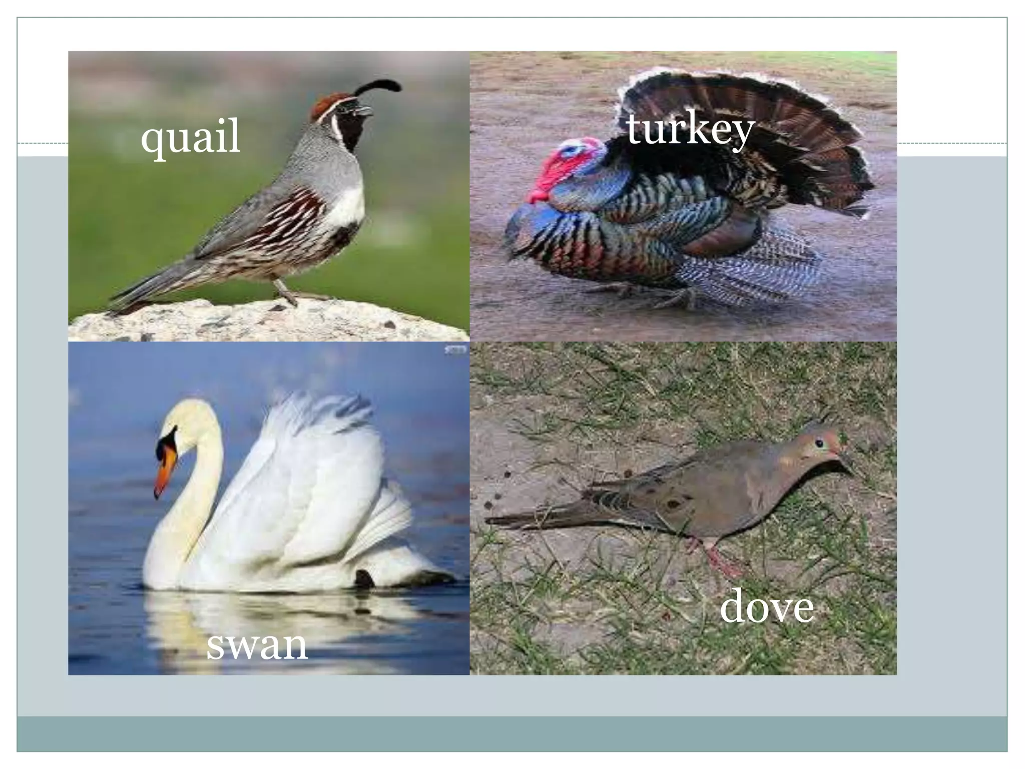 Causes of lameness in sport birds | PPTX | Infectious Diseases | Diseases and Conditions