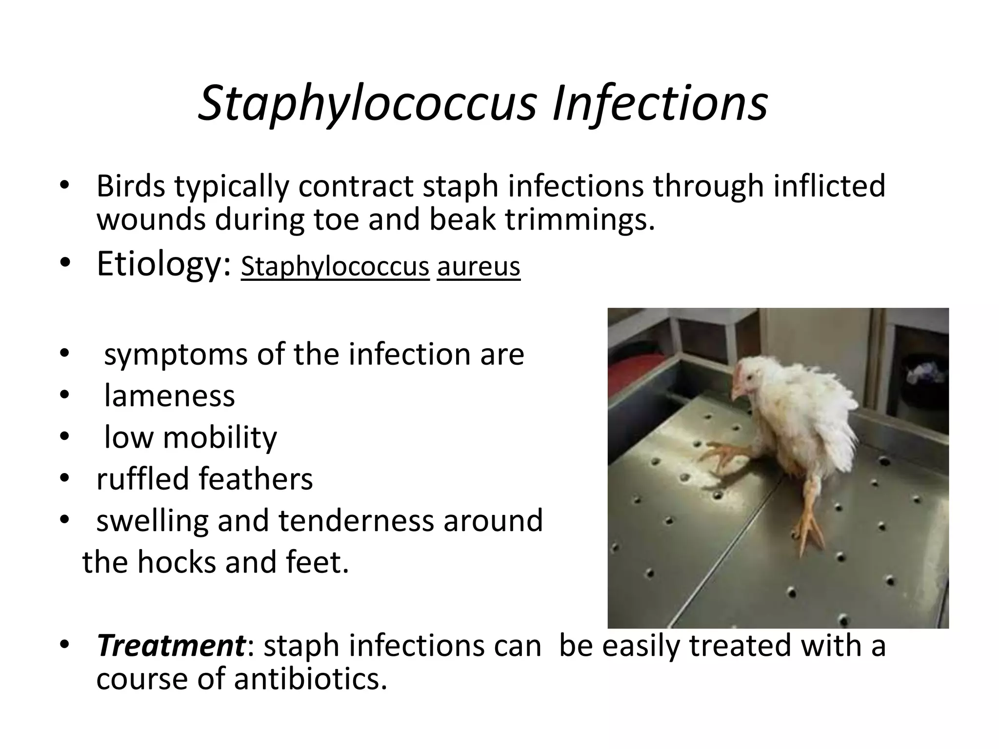 Causes of lameness in sport birds | PPTX