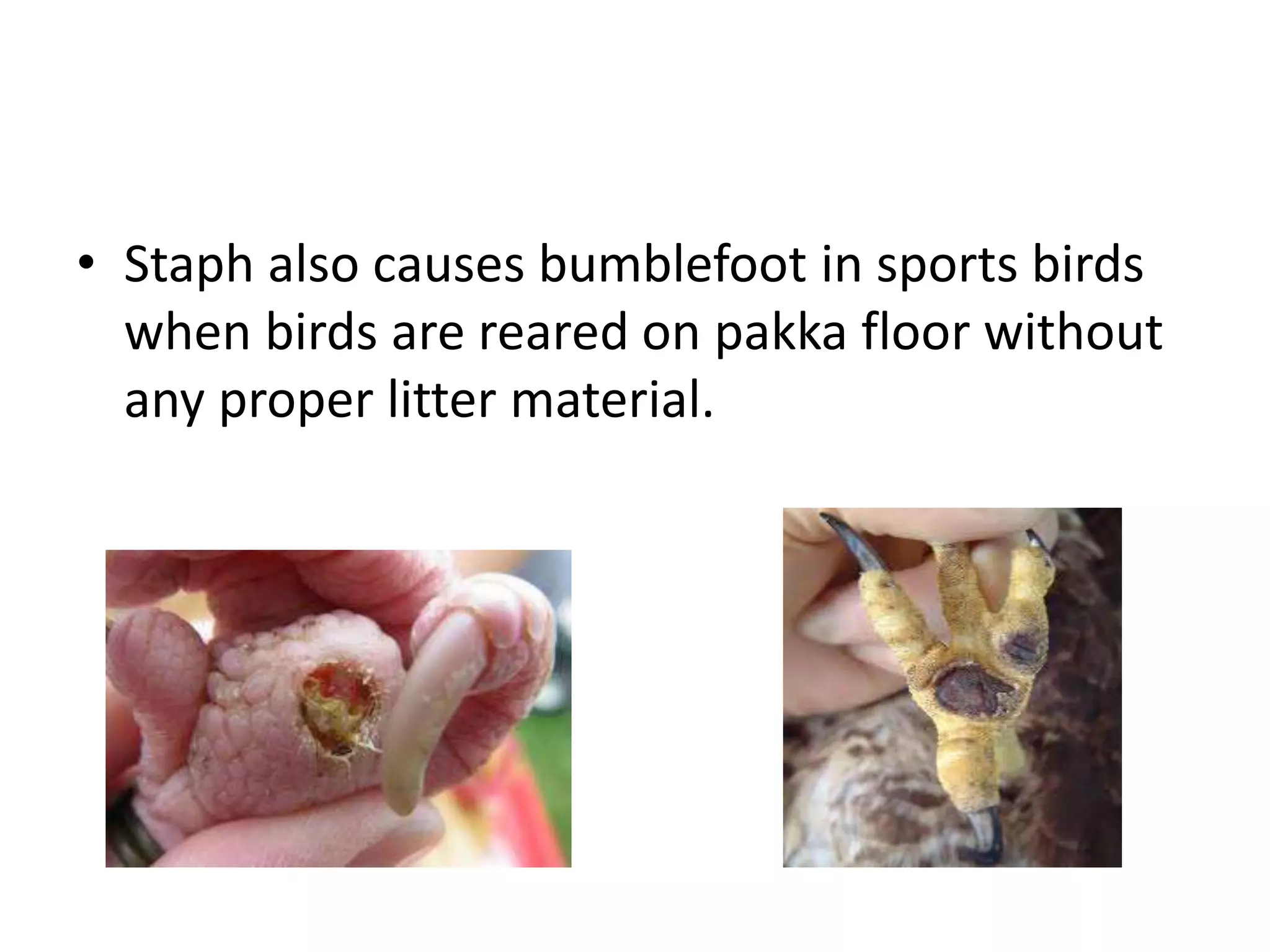 Causes of lameness in sport birds | PPTX