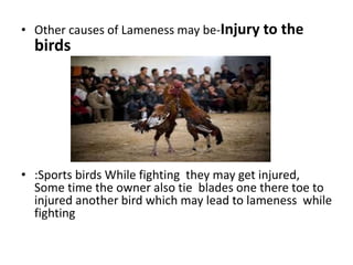 Causes of lameness in sport birds | PPTX | Infectious Diseases | Diseases and Conditions