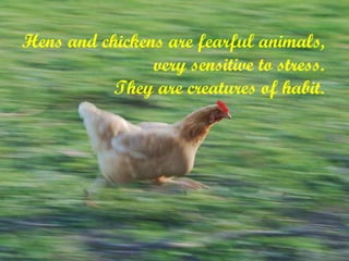 Causes of stress and its consequences in breeders and layers | PPT