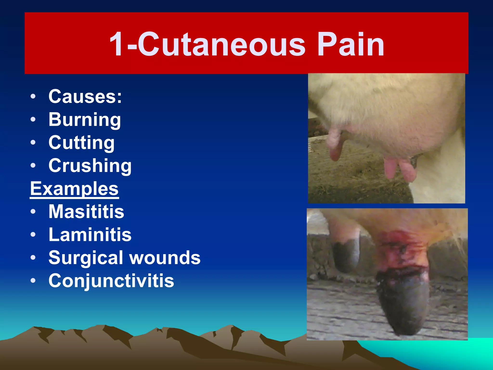 Causes, types and treatment of pain in dairy cattle prof.dr hamed attia ...
