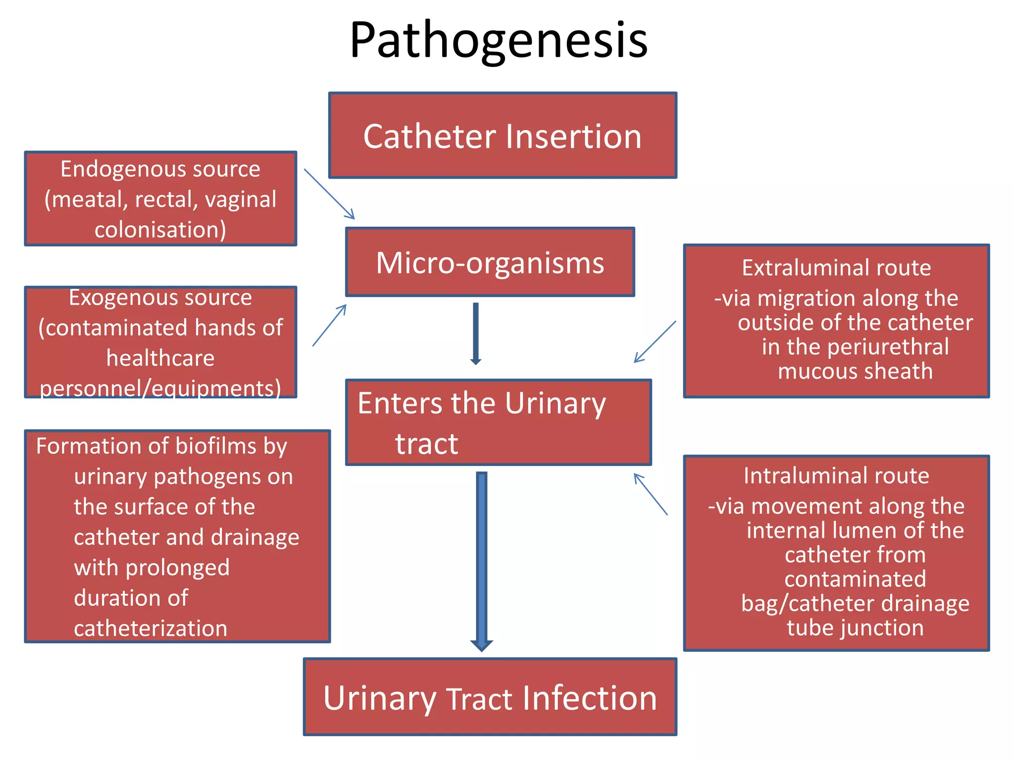 Catheter Associated Urinary Tract Infections (CAUTI) | PPTX