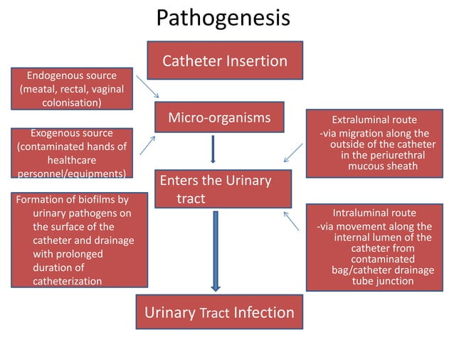Catheter Associated Urinary Tract Infections (CAUTI) | PPT