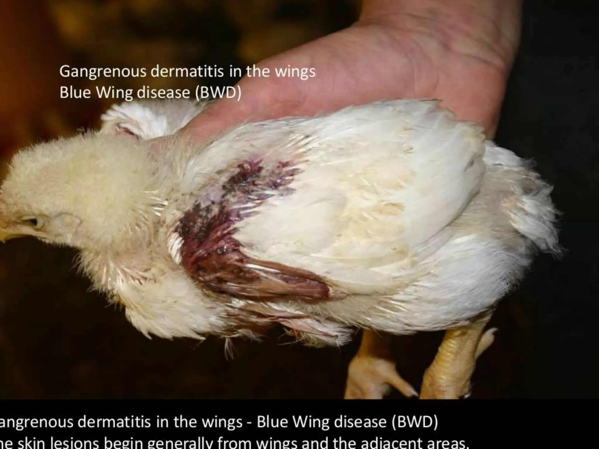 CHICKEN ANEMIA VIRUS | PPTX